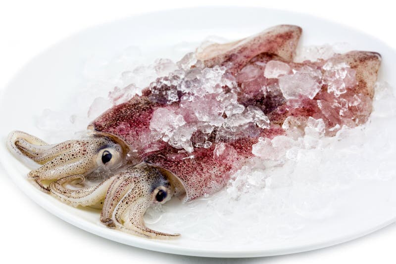Two fresh squid stock photo. Image of life, nutrition - 38641792