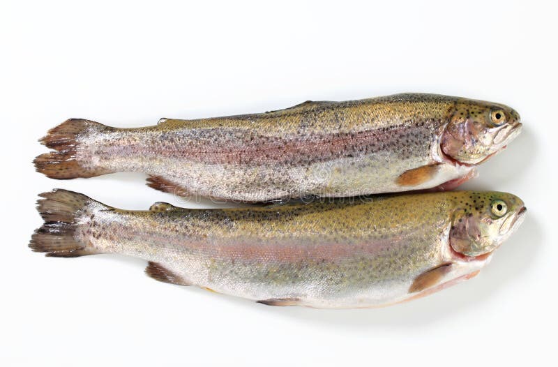 Two fresh trout stock image. Image of rainbow, healthy - 55135027