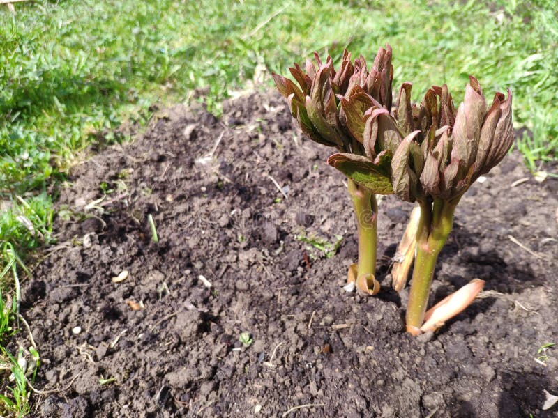 Peonies Young Sprouts Stock Photos - Free & Royalty-Free Stock Photos ...