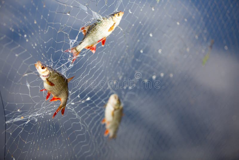 Two Freshwater Fish Caught in a Net Stock Image - Image of animal ...