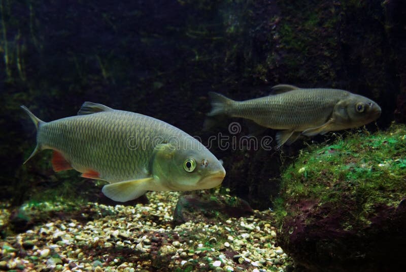 Two freshwater fishes stock image. Image of fresh, water - 22627421