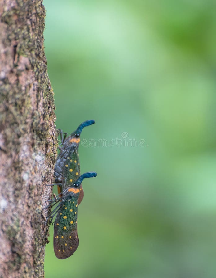 Two Friendly Bugs Meet on a Tree in Borneo Stock Image - Image of ...