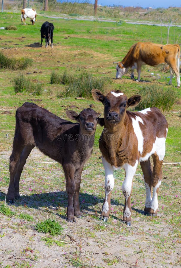 Two friendly calves stock photo. Image of grazing, calves - 33388756