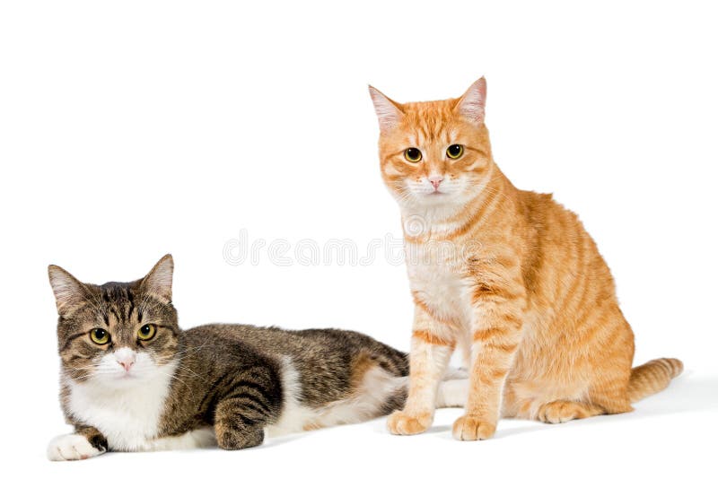 Two friendly cat stock photo. Image of feline, curiosity - 47460300