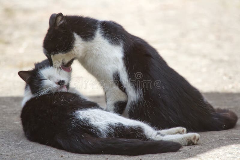 Two friendly cats stock photo. Image of brown, gray, playful - 56956364