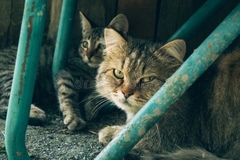 Two friendly cats stock image. Image of ruddy, light - 125572177