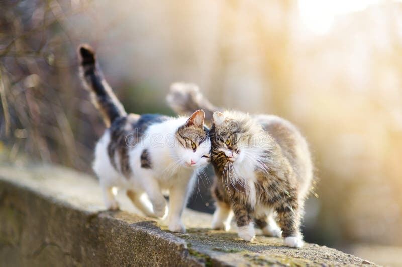 Two friendly cats stock photo. Image of brown, gray, playful - 56956364