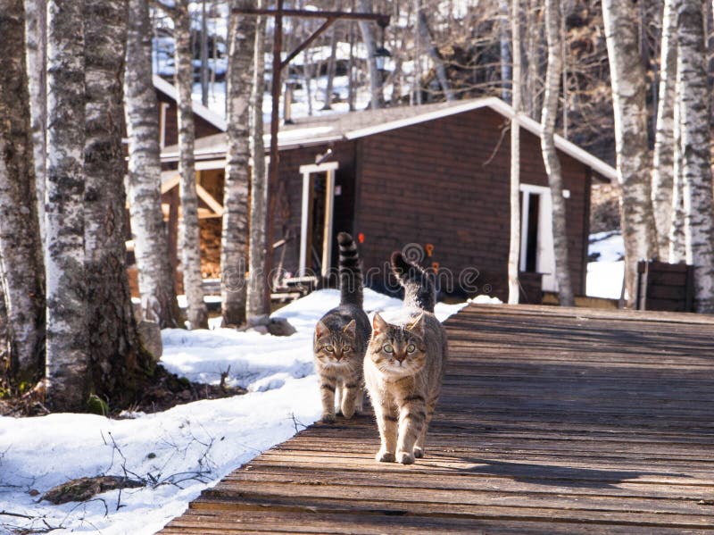 Two Friendly Cats are on the Way To Spring. Stock Image - Image of grey ...