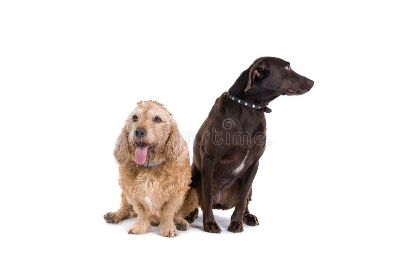 Two Dogs Of Different Breeds Stock Image - Image of isolation ...