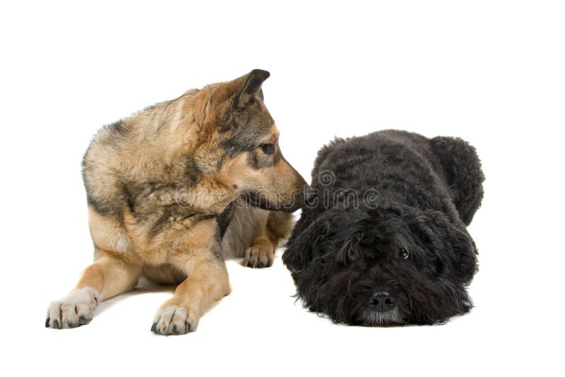 Two friendly dogs stock photo. Image of white, canidae - 12044846