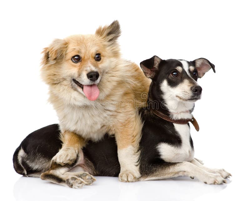 Small group of dogs stock photo. Image of jack, shih - 16661652