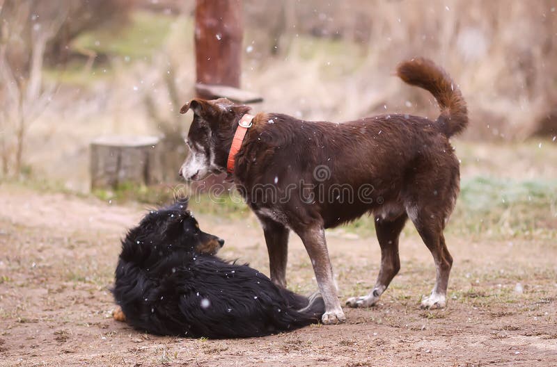 Two Friendly Dogs In Summer Nature Stock Photo - Image of happy ...