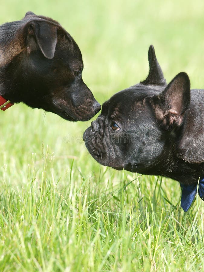 Two Friendly Dogs stock image. Image of cute, mouth - 123307387