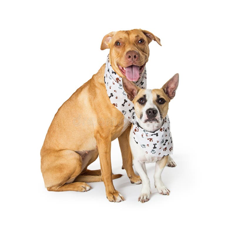 Two Friendly Dogs Big and Small Together Stock Photo - Image of ...