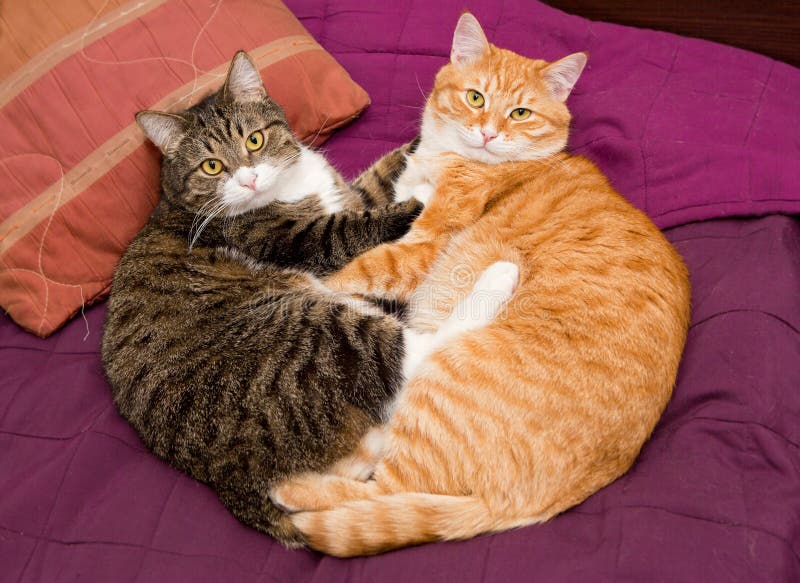 Two friendly domestic cat stock image. Image of tabby - 62383117