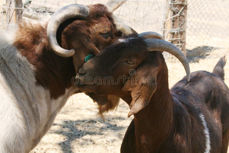 Two friendly goats stock photo. Image of closeup, friendly - 42377408