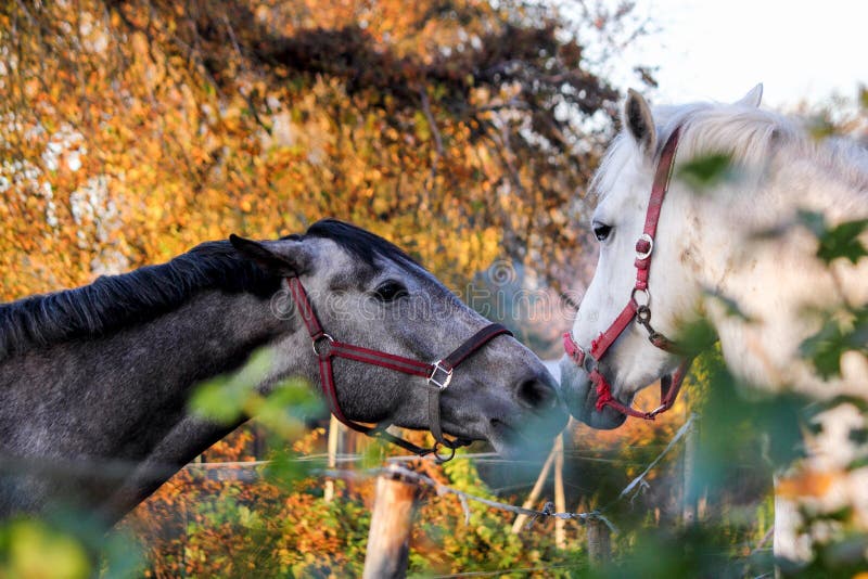 Two Friendly Horses Playing with Each Other Stock Image - Image of ...