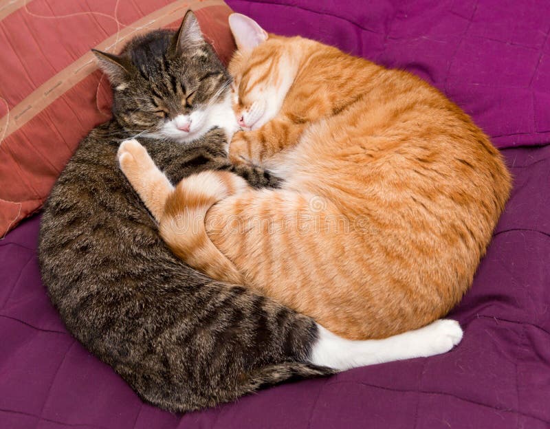 Two friendly pet cat stock image. Image of friendship - 62383101
