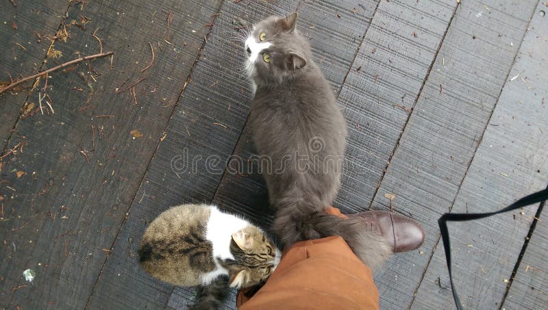Two friendly street cats stock image. Image of animals - 74521289