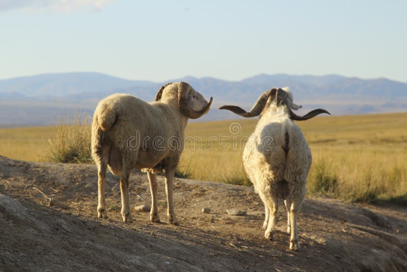 Two friends stock image. Image of breeding, sheep, blue - 16265753