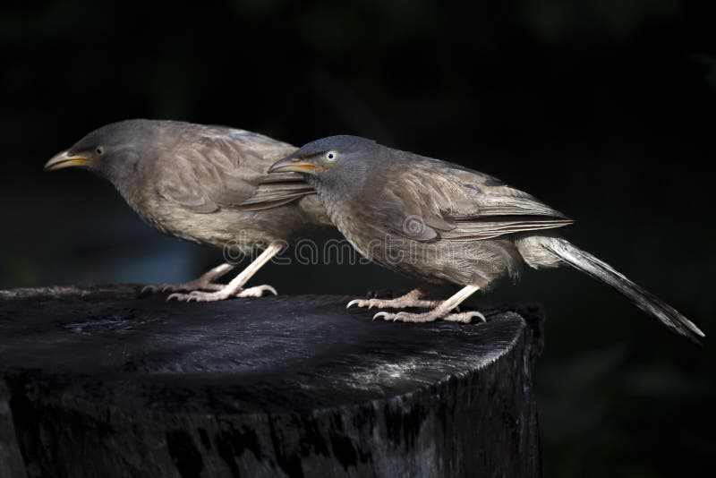 Two Friends, Jangle Babbler Bird Stock Image - Image of beak ...