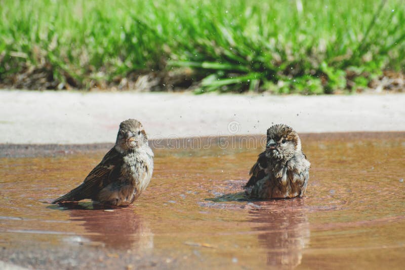 Two Sparrows Having a Break in the Garden Stock Photo - Image of ...