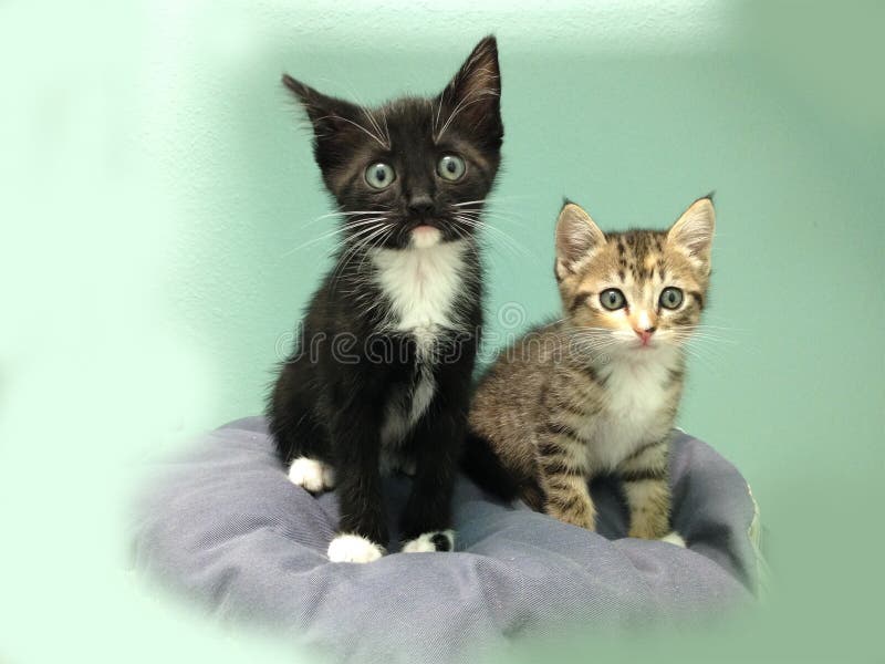 Two Wide-Eyed Kittens - a Tabby and a Tuxedo Stock Photo - Image of ...