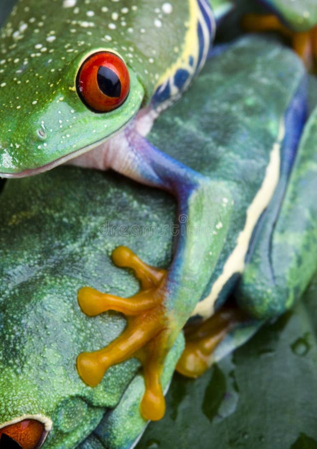 Two Frog Picture. Image: 1819428