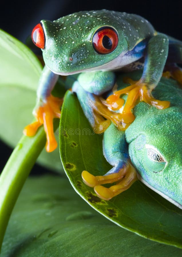 Two Frog Picture. Image: 1819441