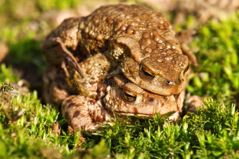 Two frog stock image. Image of male, frogs, season, amphibian - 30795383