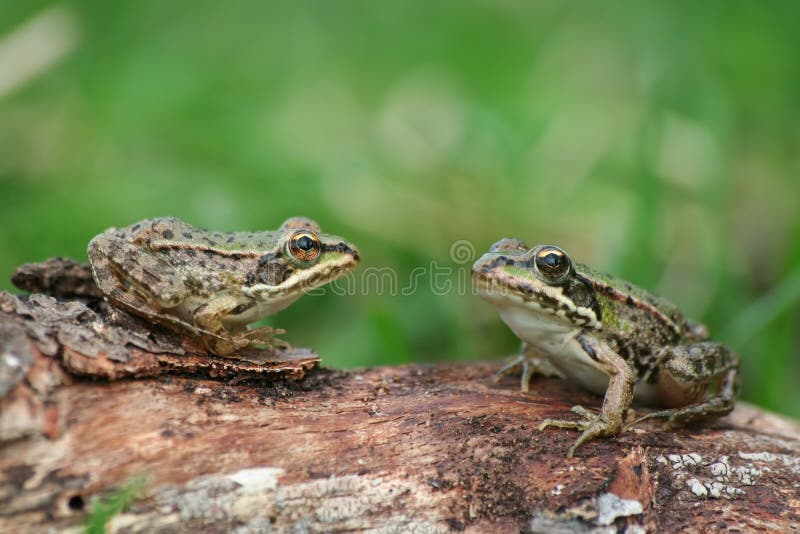 Two frogs stock image. Image of branch, waiting, environment - 1187277