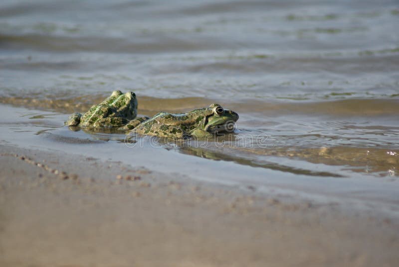 Two frogs stock photo. Image of shore, amphibious, marsh - 12740404