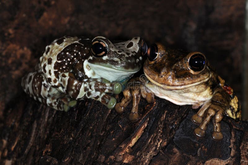 Two frogs-2 stock photo. Image of beautiful, girl, smile - 12281318