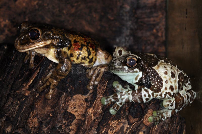 Two frogs-3 stock photo. Image of amphibia, arlekin, resinifictrix ...