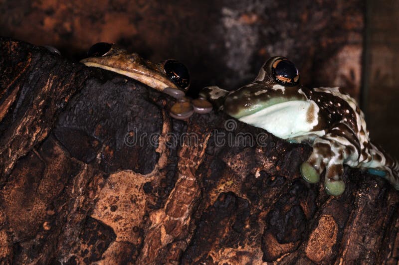 Two frogs-4 stock photo. Image of phrynohyas, beautiful - 12281254