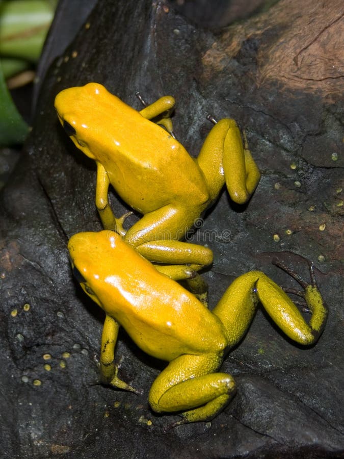 Two frogs stock photo. Image of rock, color, sitting, stone - 5080214
