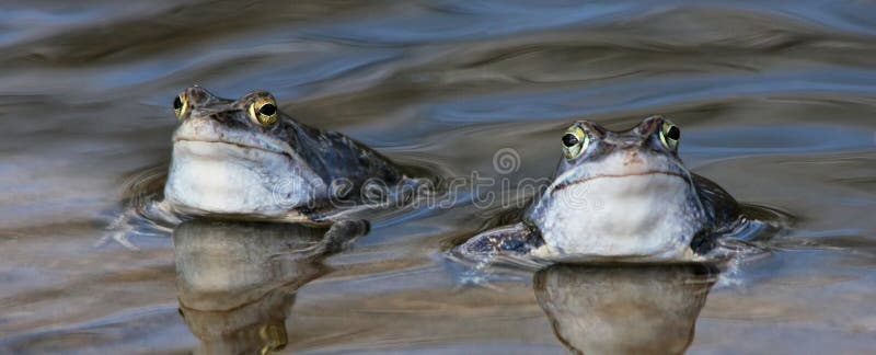 Blue frogs stock photo. Image of frogs, nature, wildlife - 151568
