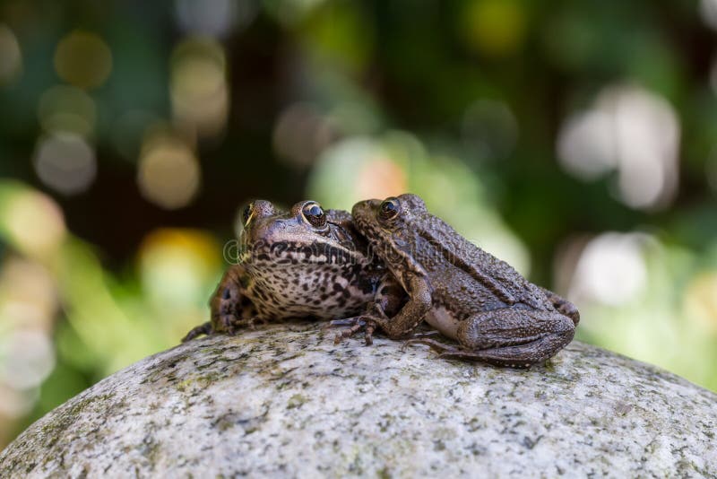 Two frogs stock photo. Image of common, rock, esculentus - 60490666