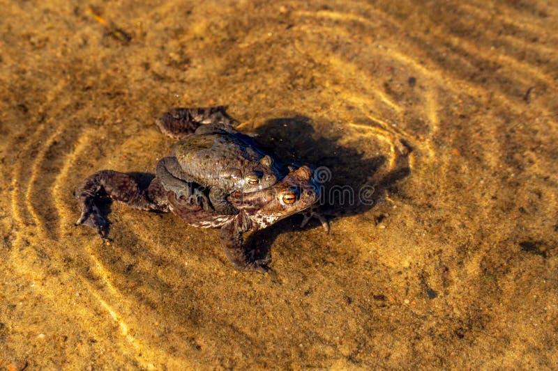 Copulating Frogs Toads in Water in Wild Lake Stock Image - Image of ...