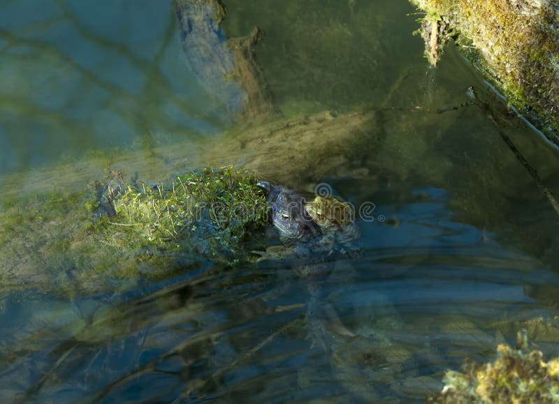 Two Frogs Log Stock Photos - Free & Royalty-Free Stock Photos from ...