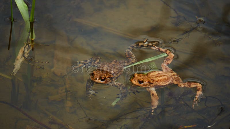 Two frogs stock image. Image of westpark, pond, culture - 244679695