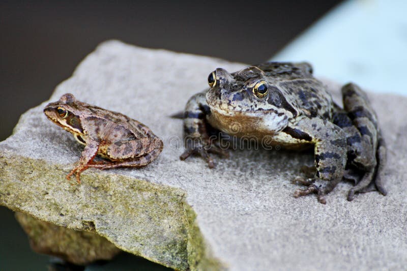 Two frogs on a grey stone. stock image. Image of looking - 94980669