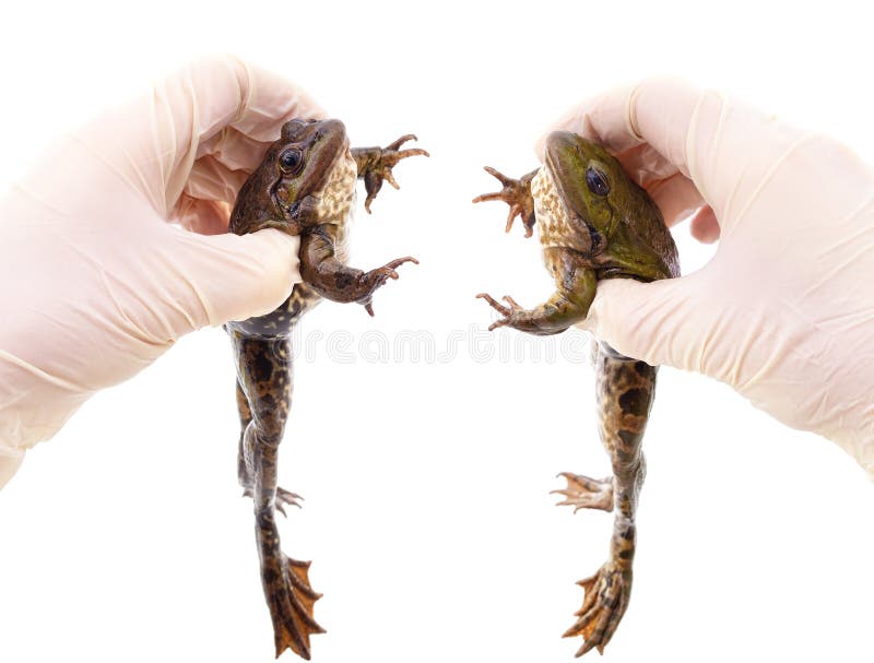 Frogs Holding Hands Stock Photos - Free & Royalty-Free Stock Photos ...