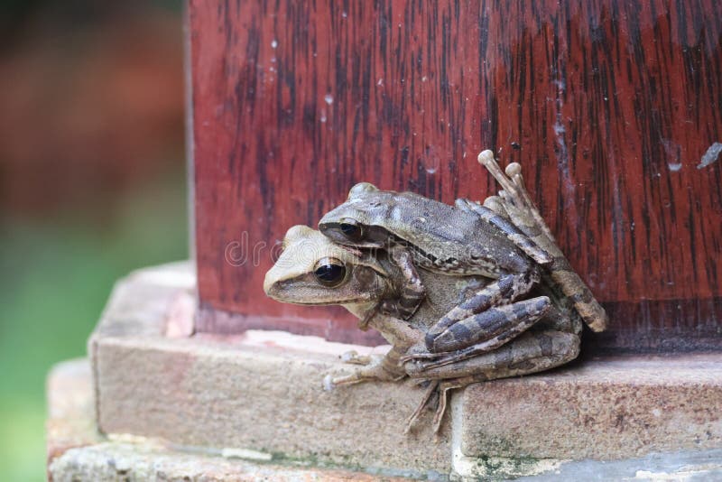 Two Frogs Mating Against the Wall Stock Image - Image of wildlife ...