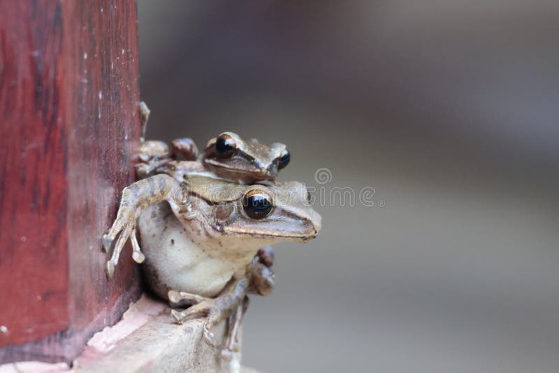 Two Frogs in the Mating Season Stock Image - Image of animal, seafood ...