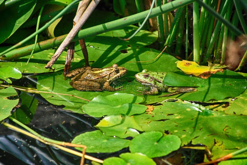 Two frogs in the nature stock image. Image of bugs, darling - 97175135