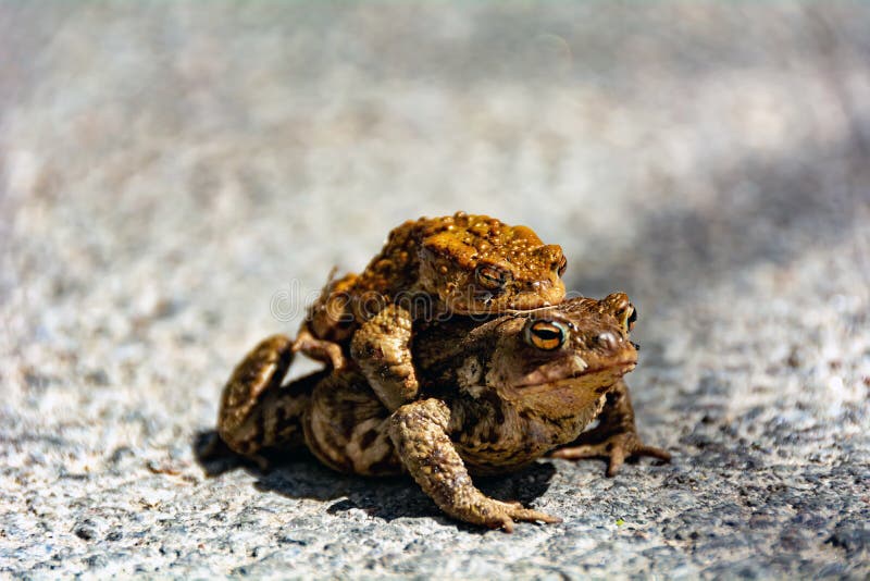 Two Frogs, One Riding on the Other Stock Photo - Image of green ...