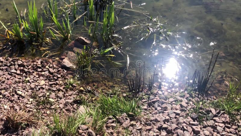 Two Frogs in Pond during Mating Season in Spring, the Sun is Reflected ...