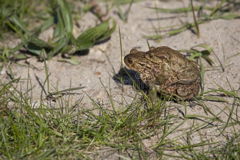 Two Frogs during the Spring Festivities among the Green Grass Stock ...