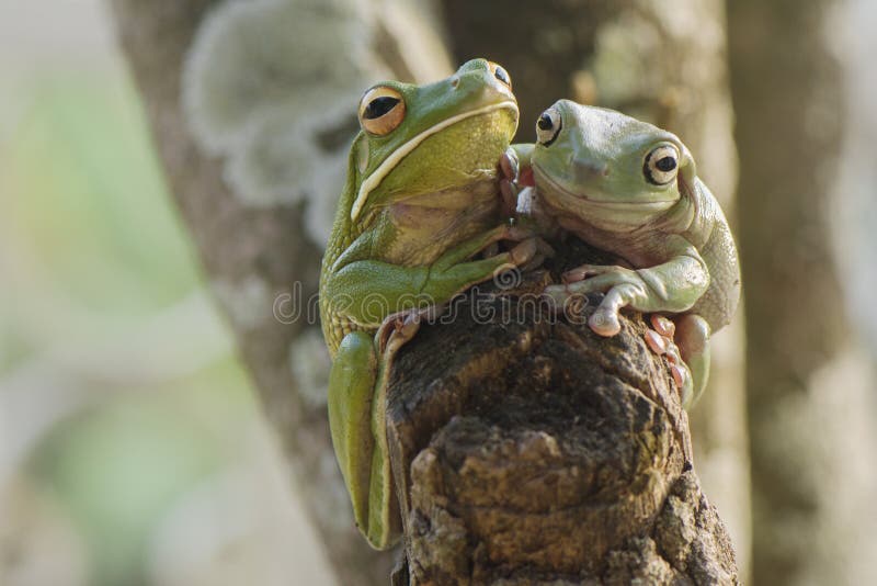 Two frogs stock photo. Image of frogs, stay, sunbathing - 127470060